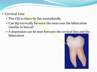 Mandibular 2nd Molars.pptx
