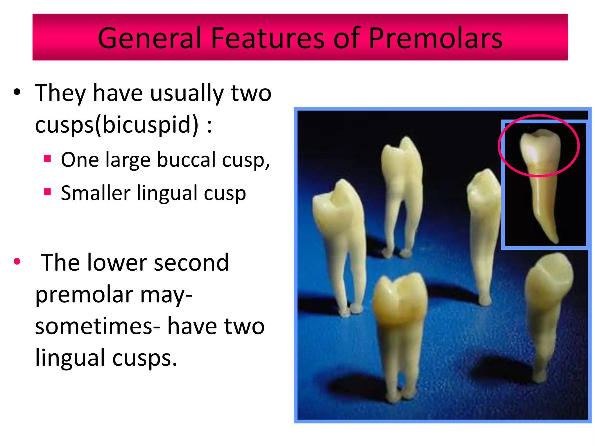 Mandibular 2nd premolar | PPTX