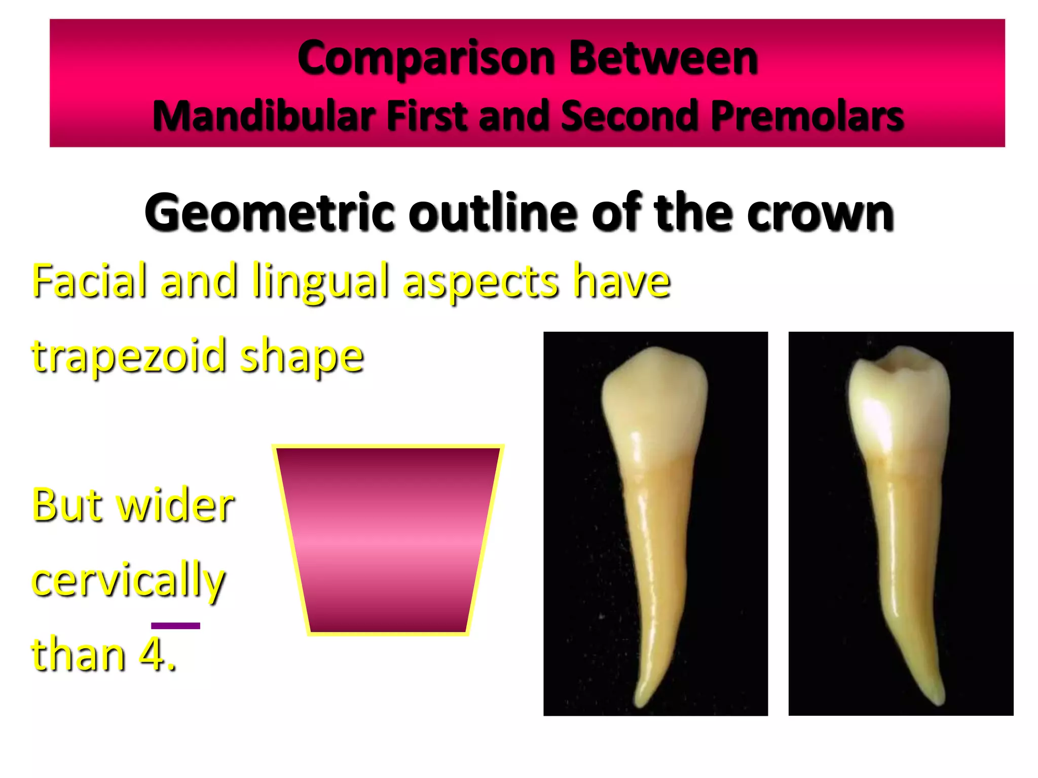 Mandibular 2nd premolar | PPTX