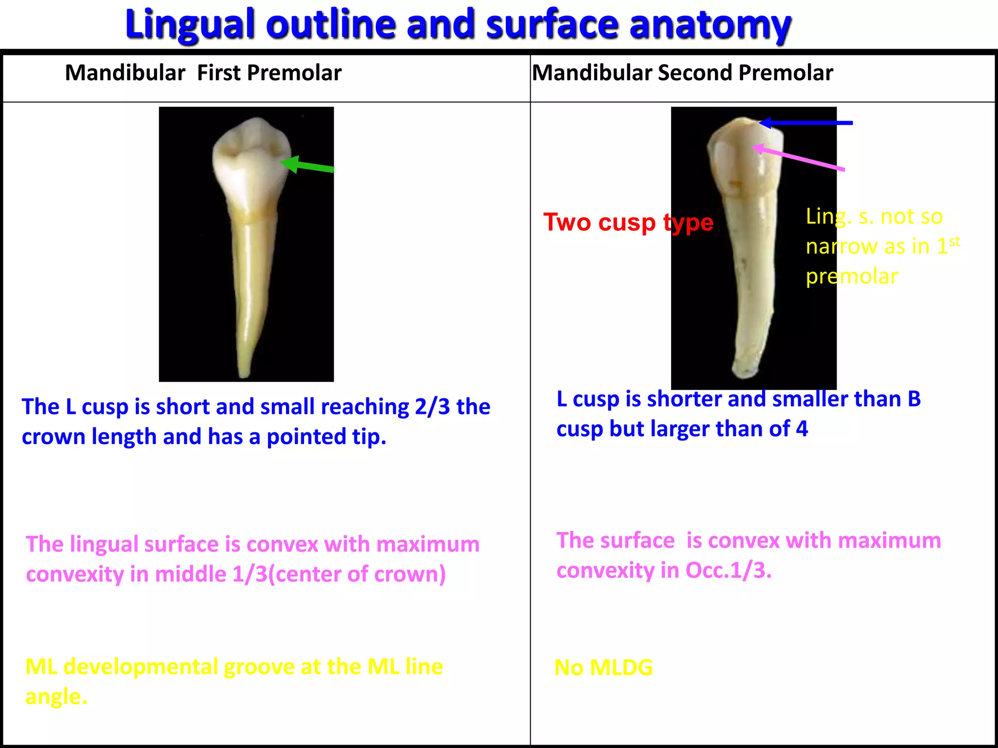 Mandibular 2nd premolar | PPTX