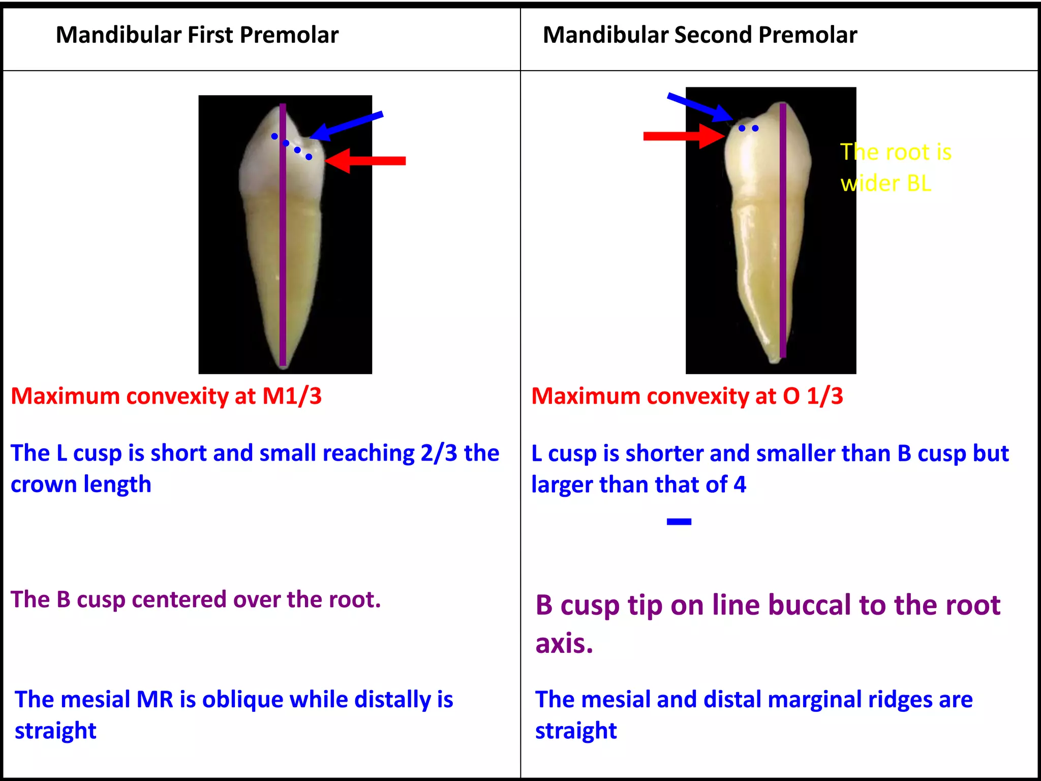 Mandibular 2nd premolar | PPTX