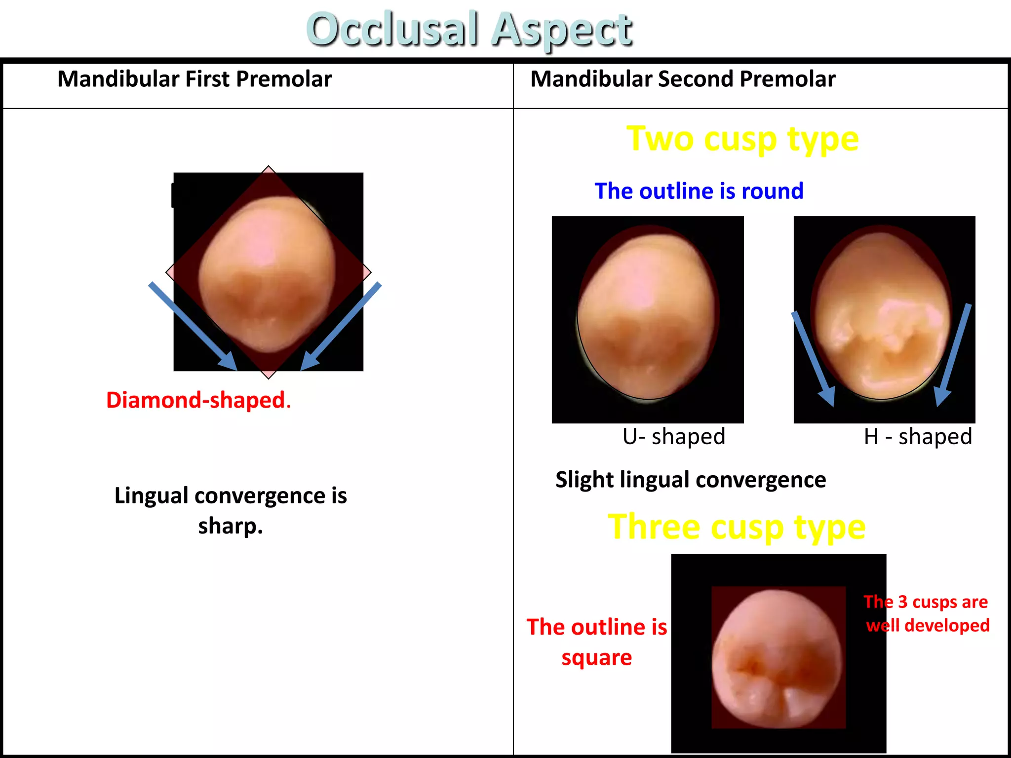 Mandibular 2nd premolar | PPTX