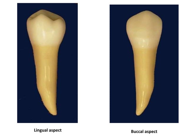 Mandibular 2nd premolar | PPTX