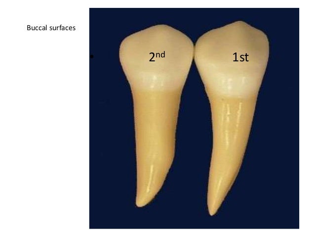 Mandibular 2nd premolar