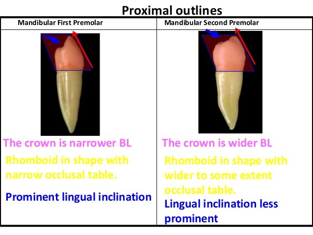 Mandibular 2nd premolar