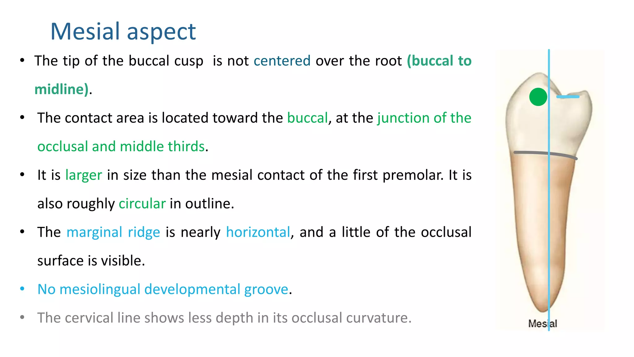 Mandibular 2nd premolars | PPTX