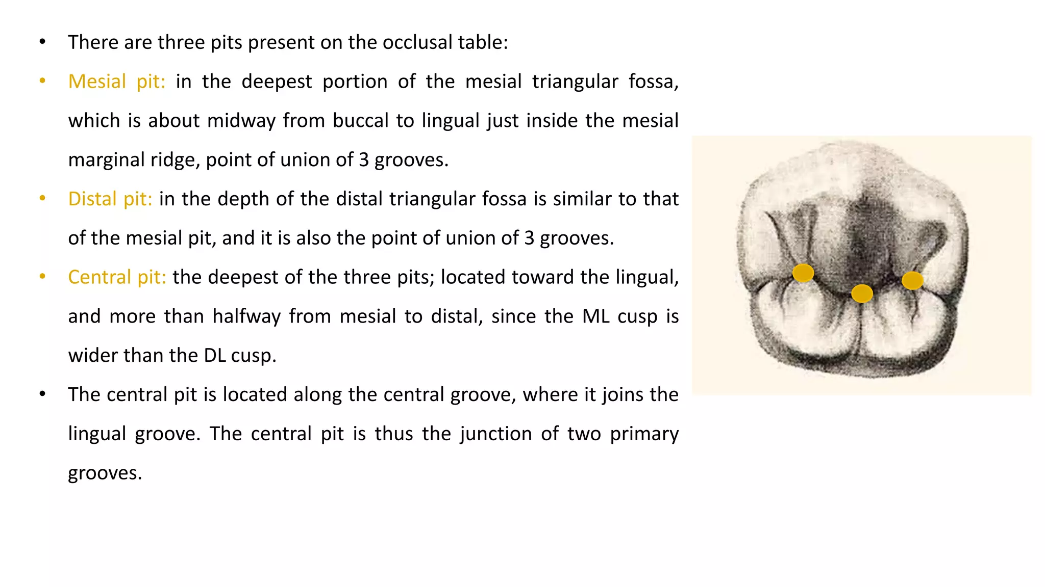 Mandibular 2nd premolars | PPTX