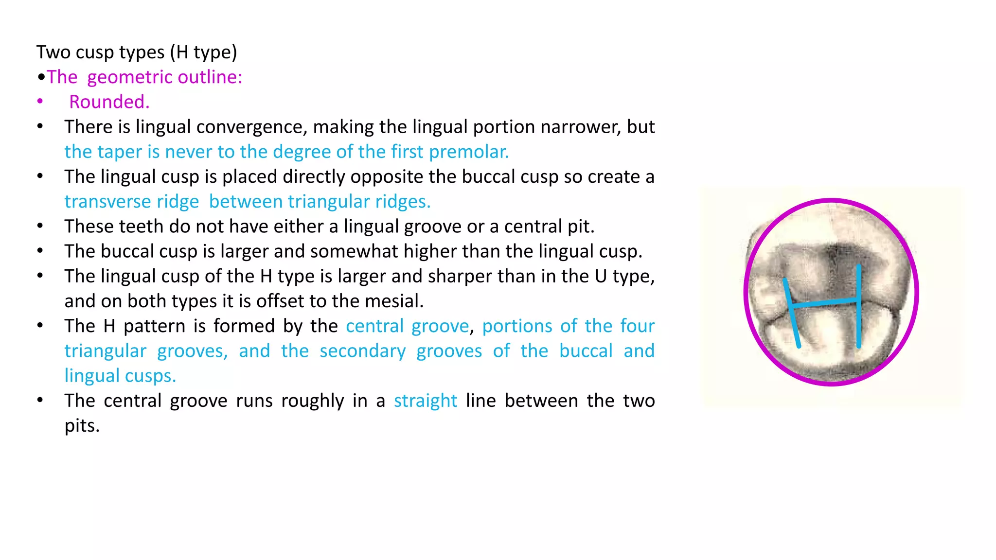 Mandibular 2nd premolars | PPTX