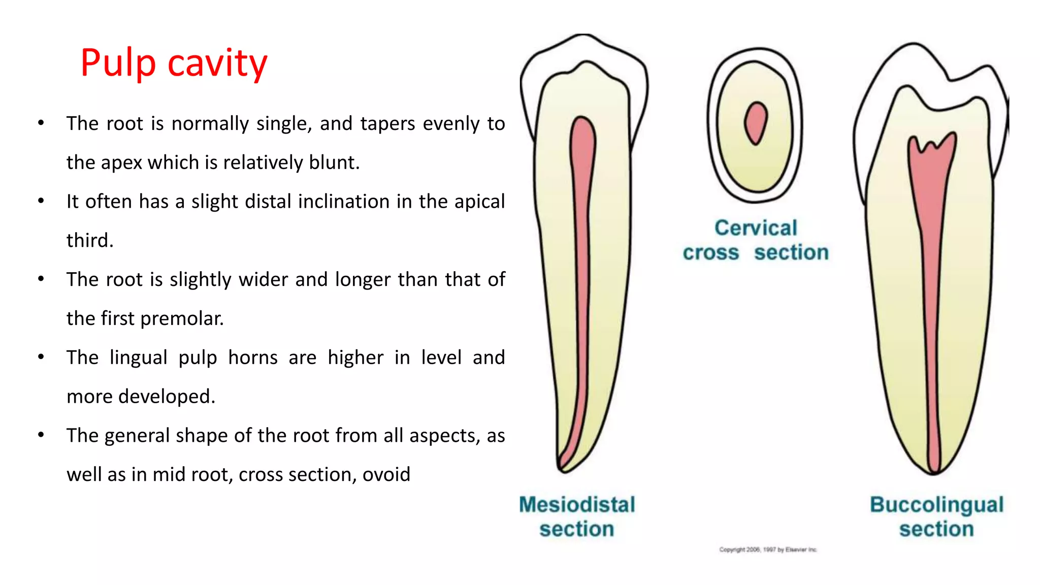 Mandibular 2nd premolars | PPTX