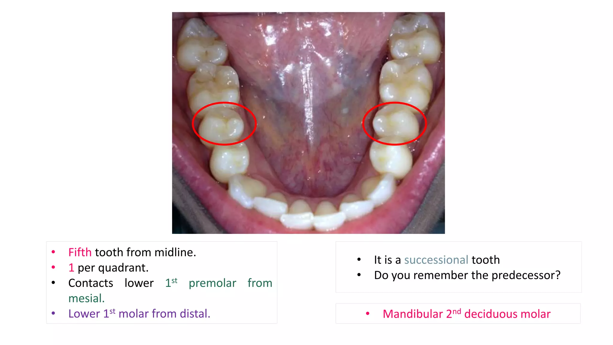 Mandibular 2nd premolars | PPTX