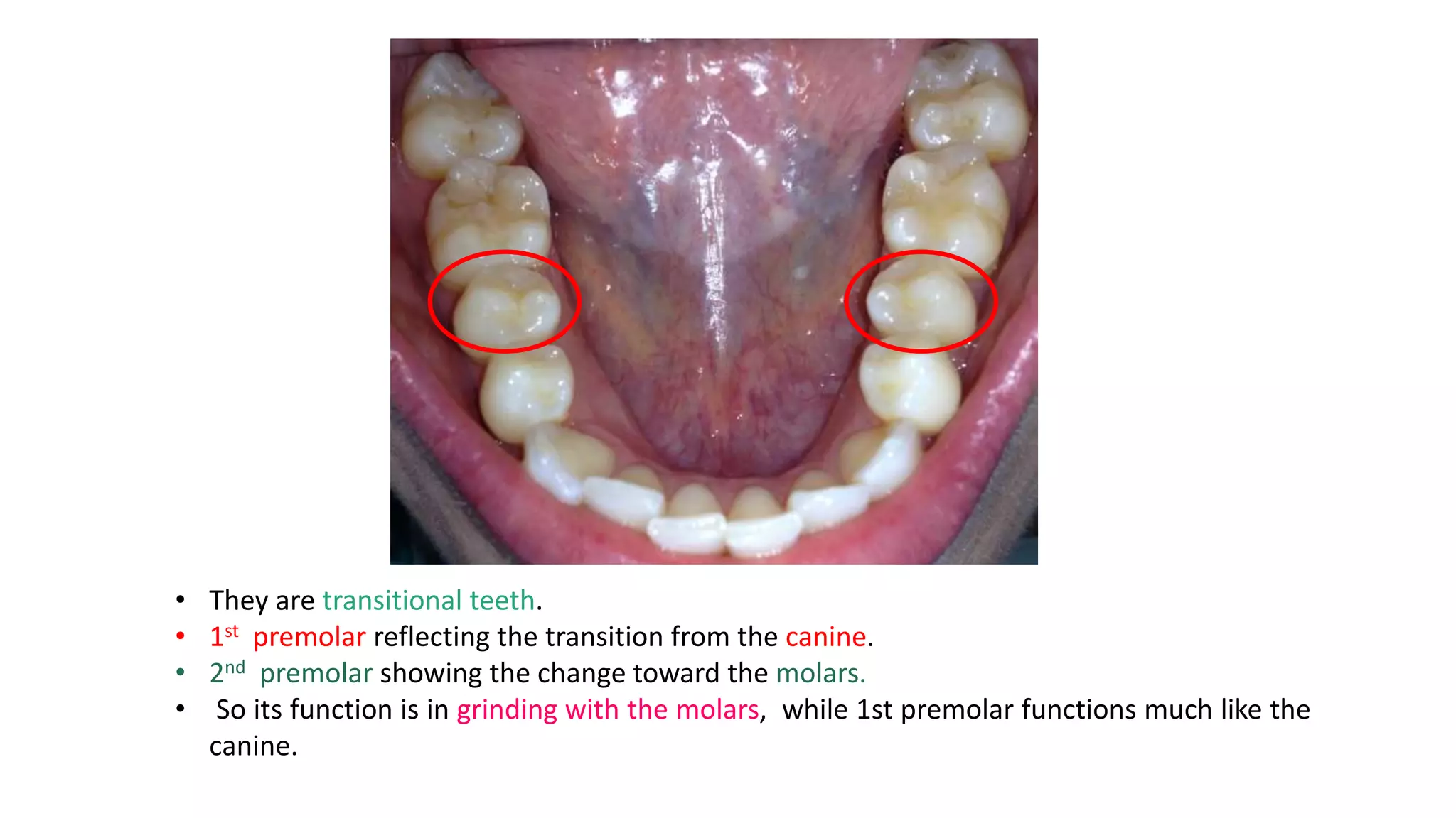 Mandibular 2nd premolars | PPTX