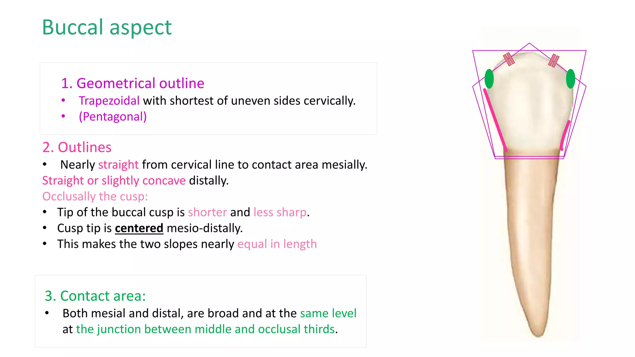 Mandibular 2nd premolars | PPTX