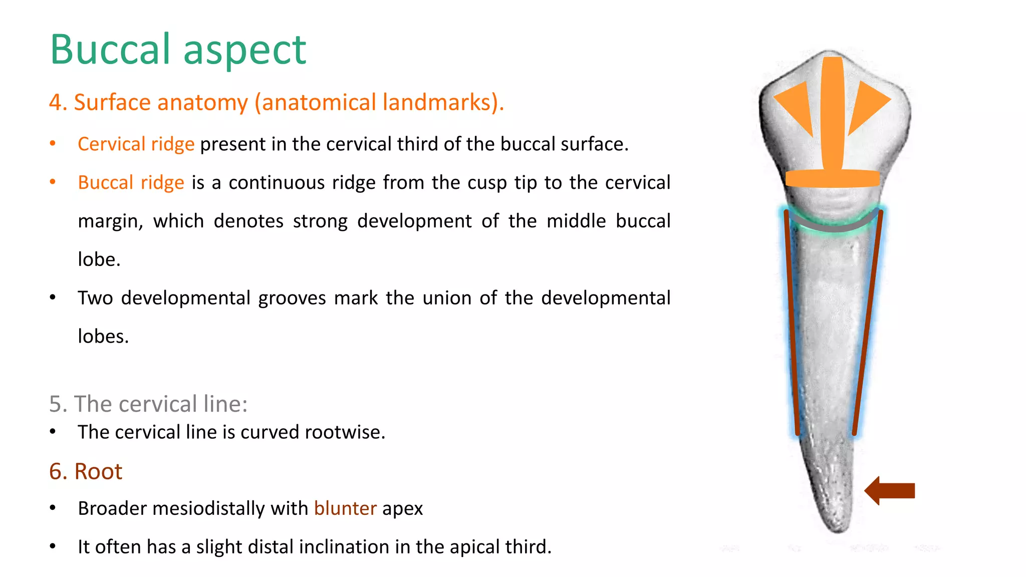 Mandibular 2nd premolars | PPTX