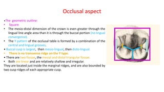 Mandibular 2nd premolars | PPTX