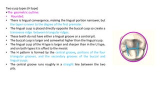 Mandibular 2nd premolars | PPTX