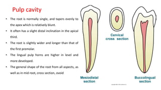 Mandibular 2nd premolars | PPTX