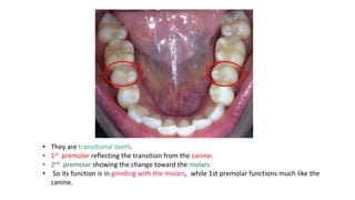 Mandibular 2nd premolars | PPTX