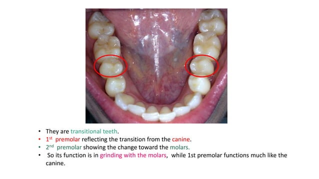 Mandibular 2nd premolars | PPTX