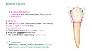 Mandibular 2nd premolars | PPTX