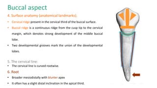 Mandibular 2nd premolars | PPTX