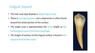 Mandibular 2nd premolars | PPTX