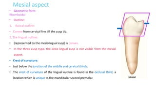 Mandibular 2nd premolars | PPTX