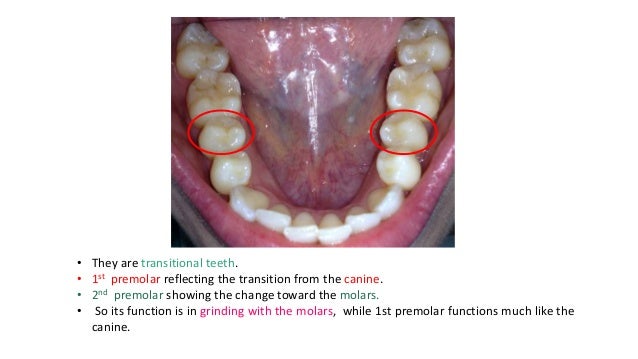 Mandibular 2nd premolars