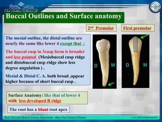 Mandibular 2nd premolars 2020 | PPT