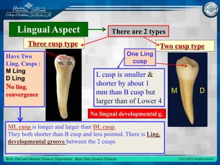 Mandibular 2nd premolars 2020 | PPT