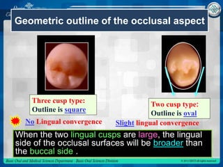 Mandibular 2nd premolars 2020 | PPT