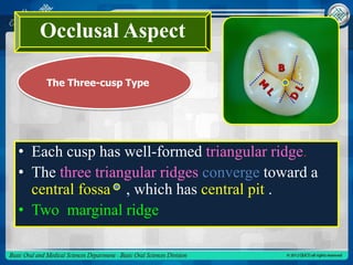 Mandibular 2nd premolars 2020 | PPT