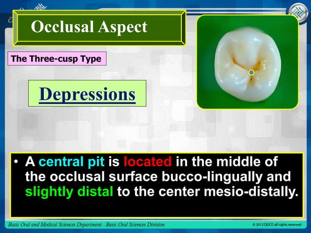 Mandibular 2nd premolars 2020 | PPT | Dental Health | Diseases and ...