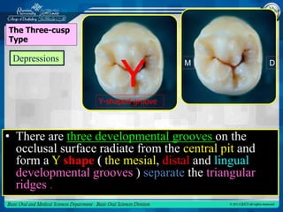 Mandibular 2nd premolars 2020 | PPT