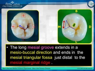 Mandibular 2nd premolars 2020 | PPT