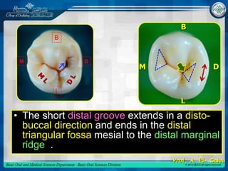 Mandibular 2nd premolars 2020 | PPT