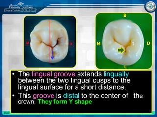 Mandibular 2nd premolars 2020 | PPT