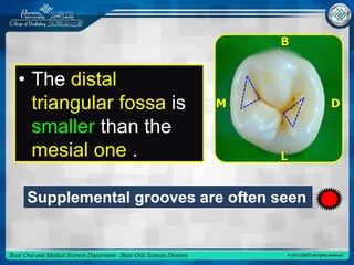 Mandibular 2nd premolars 2020 | PPT
