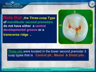 Mandibular 2nd premolars 2020 | PPT