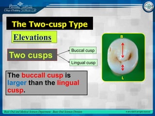 Mandibular 2nd premolars 2020 | PPT