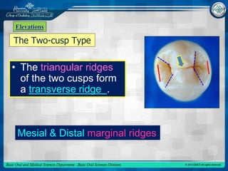 Mandibular 2nd premolars 2020 | PPT