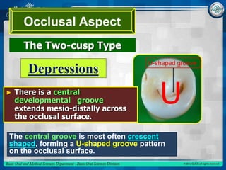Mandibular 2nd premolars 2020 | PPT