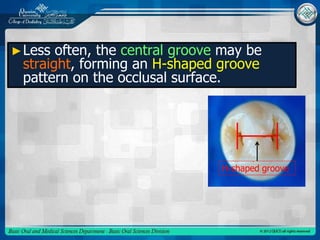 Mandibular 2nd premolars 2020 | PPT