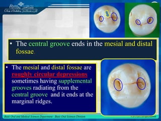 Mandibular 2nd premolars 2020 | PPT