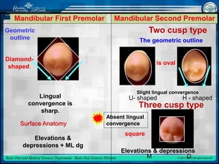 Mandibular 2nd premolars 2020 | PPT