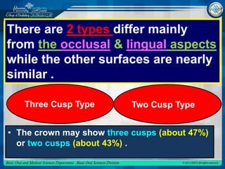 Mandibular 2nd premolars 2020 | PPT