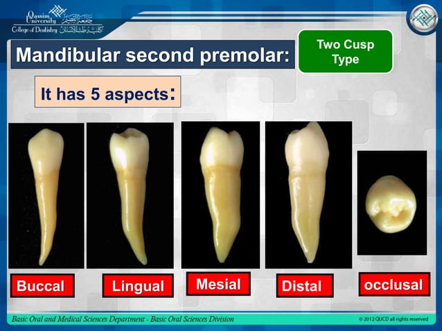 Mandibular 2nd premolars 2020 | PPT | Dental Health | Diseases and ...