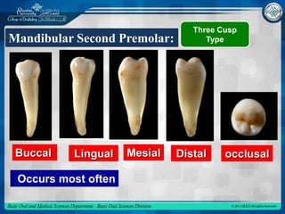 Mandibular 2nd premolars 2020 | PPT