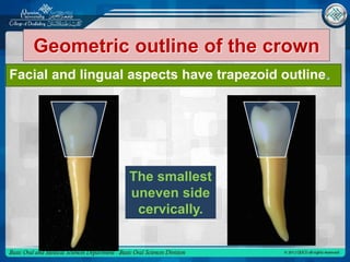 Mandibular 2nd premolars 2020 | PPT