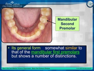 Mandibular 2nd premolars 2020 | PPT