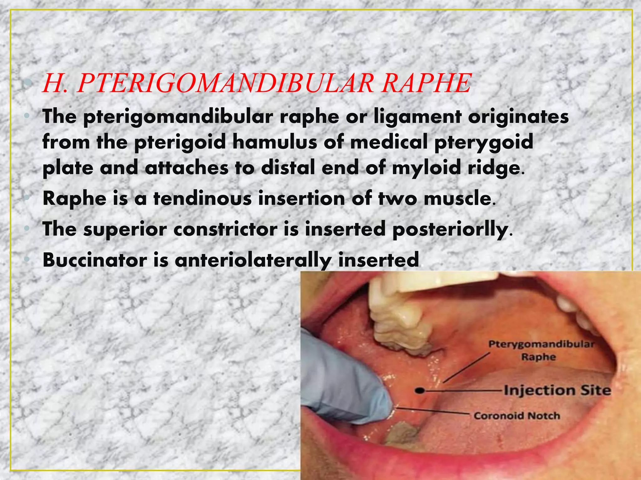 Anatomical Landmarks Mandibular prosthodontics | PPTX